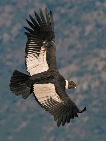 Flora y fauna de alta montaña o de ecosistema montañoso | Imagenes del ...
