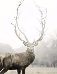 Animales con cuernos grandes y retorcidos y sus nombres