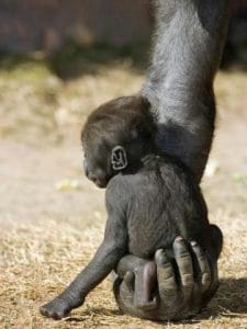 Fotos de monos bebes para descargar en Facebook