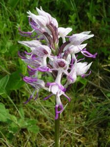 Nombres e imagenes de plantas terrestres y ejemplos