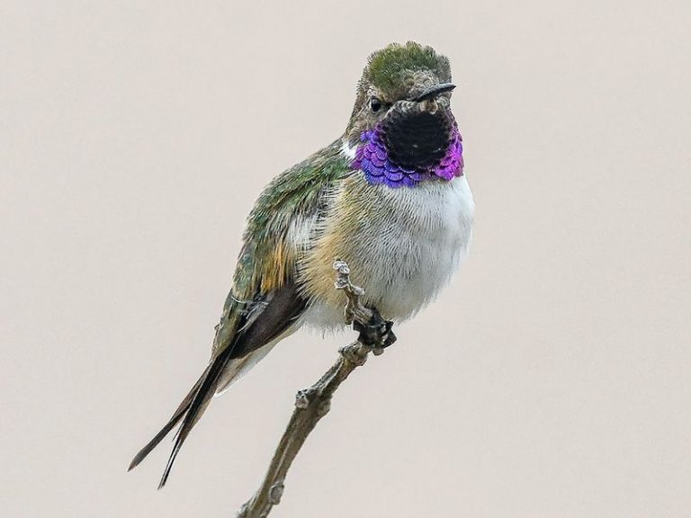 7 Aves En Peligro De Extinción En El Mundo