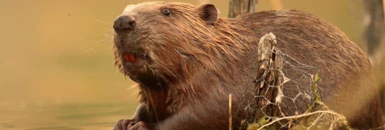 6 animales del bosque templado importantes