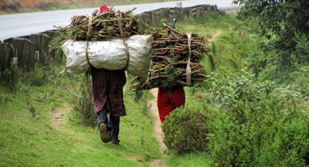 El concepto de ecología humana y sus 3 objetivos