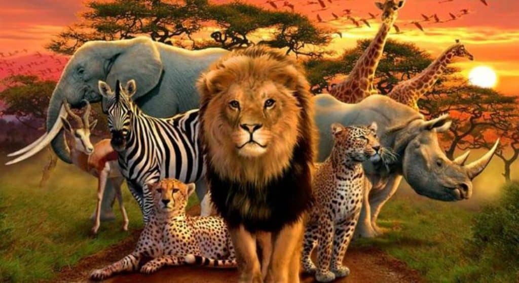 Algunas imágenes de animales de áfrica 7 representativos